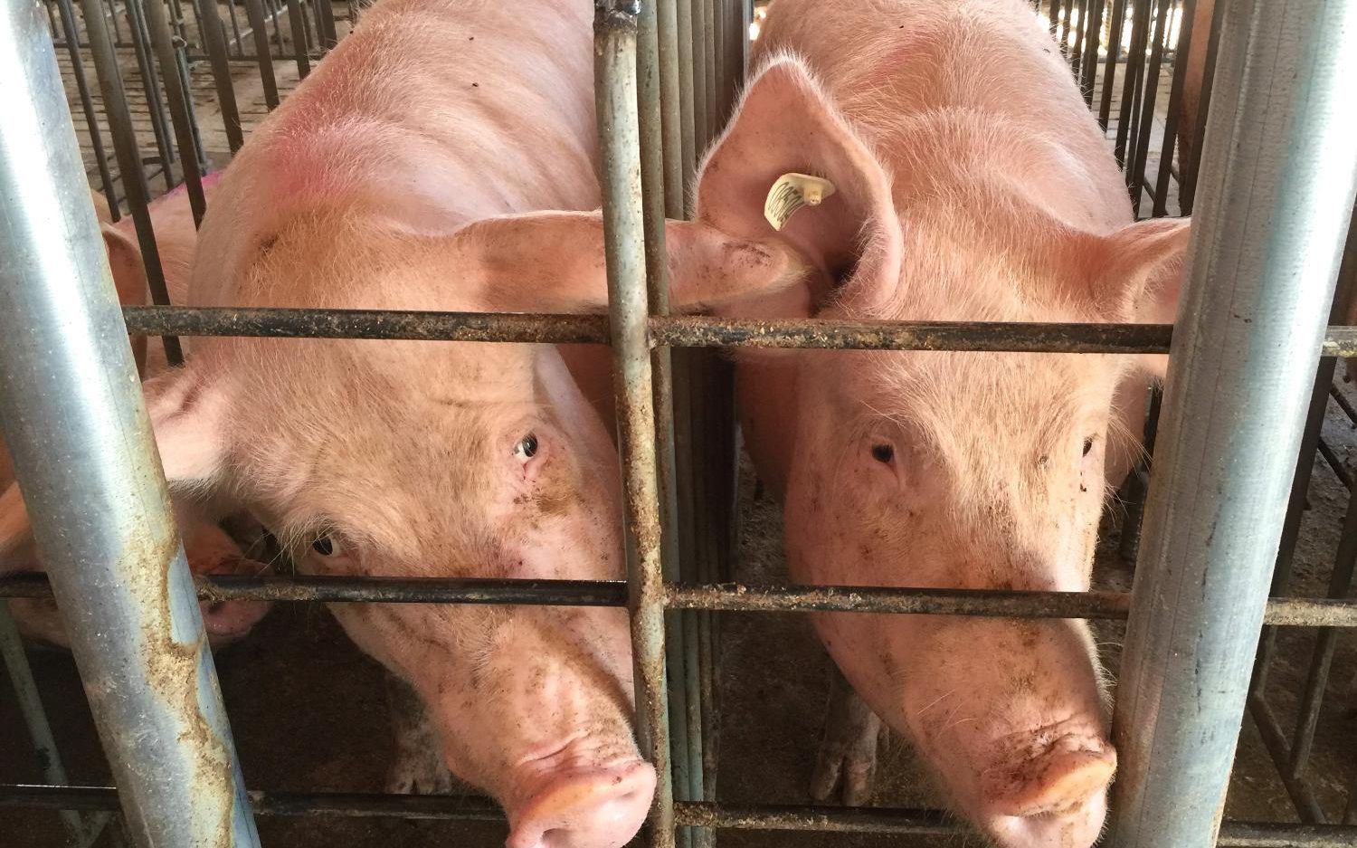 Scientists create a part-human, part-pig embryo — raising the ...
