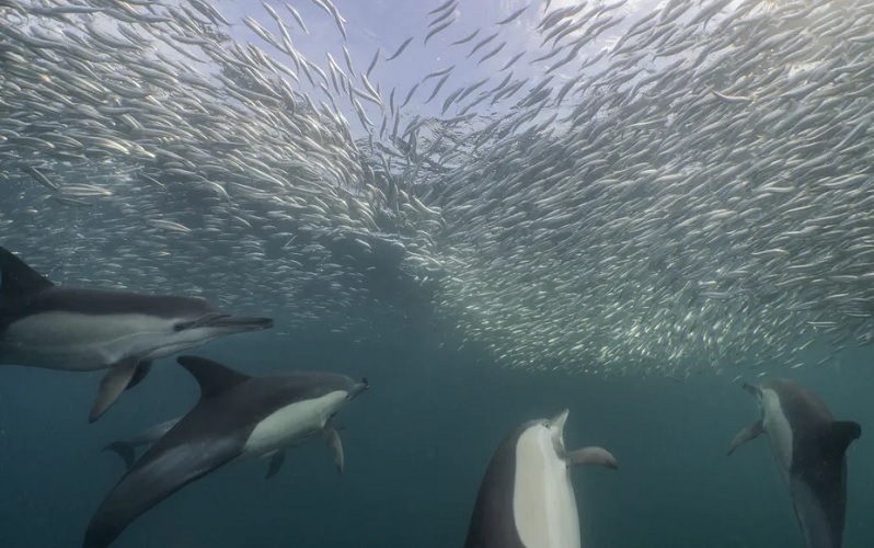 South Africa’s Massive ‘Sardine Run’ Leads Fish Into An Ecological Trap ...