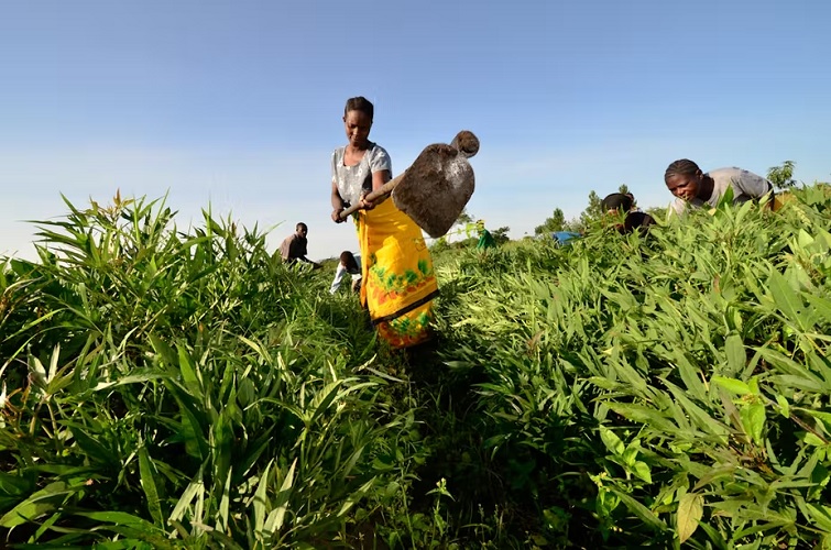 Research Shows How To Grow More Cassava, One Of The World’s Key Food ...