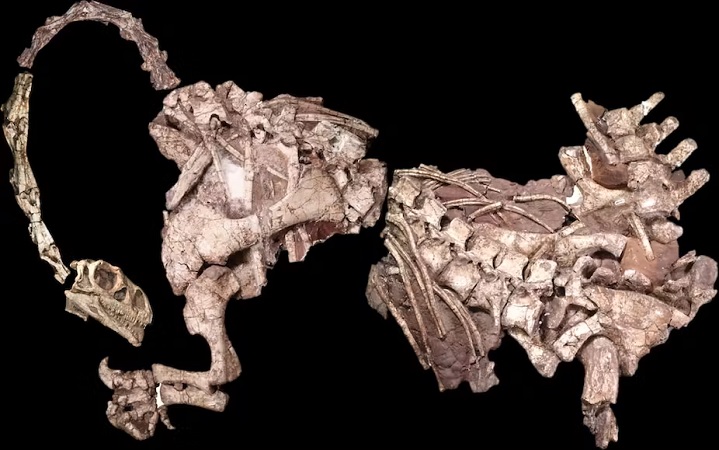 Africans Discovered Dinosaur Fossils Long Before The Term ...