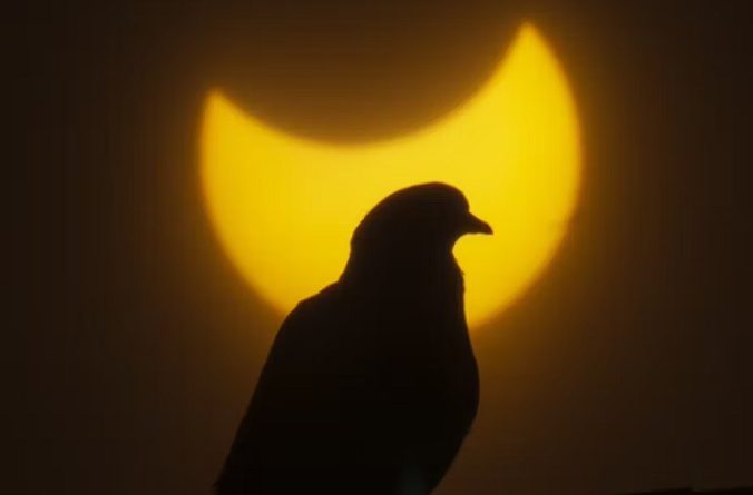 During The 2024 Eclipse, Biologists Like Us Want To Find Out How Birds ...
