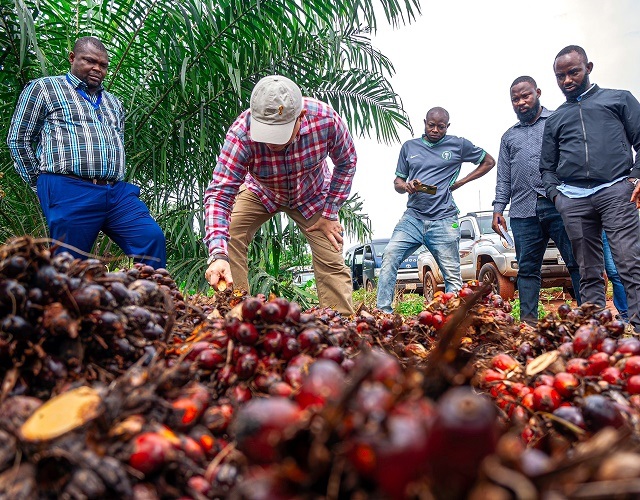 Edo Eyes High FOREX Earnings On Oil Palm Investments, As Okomu Records ...